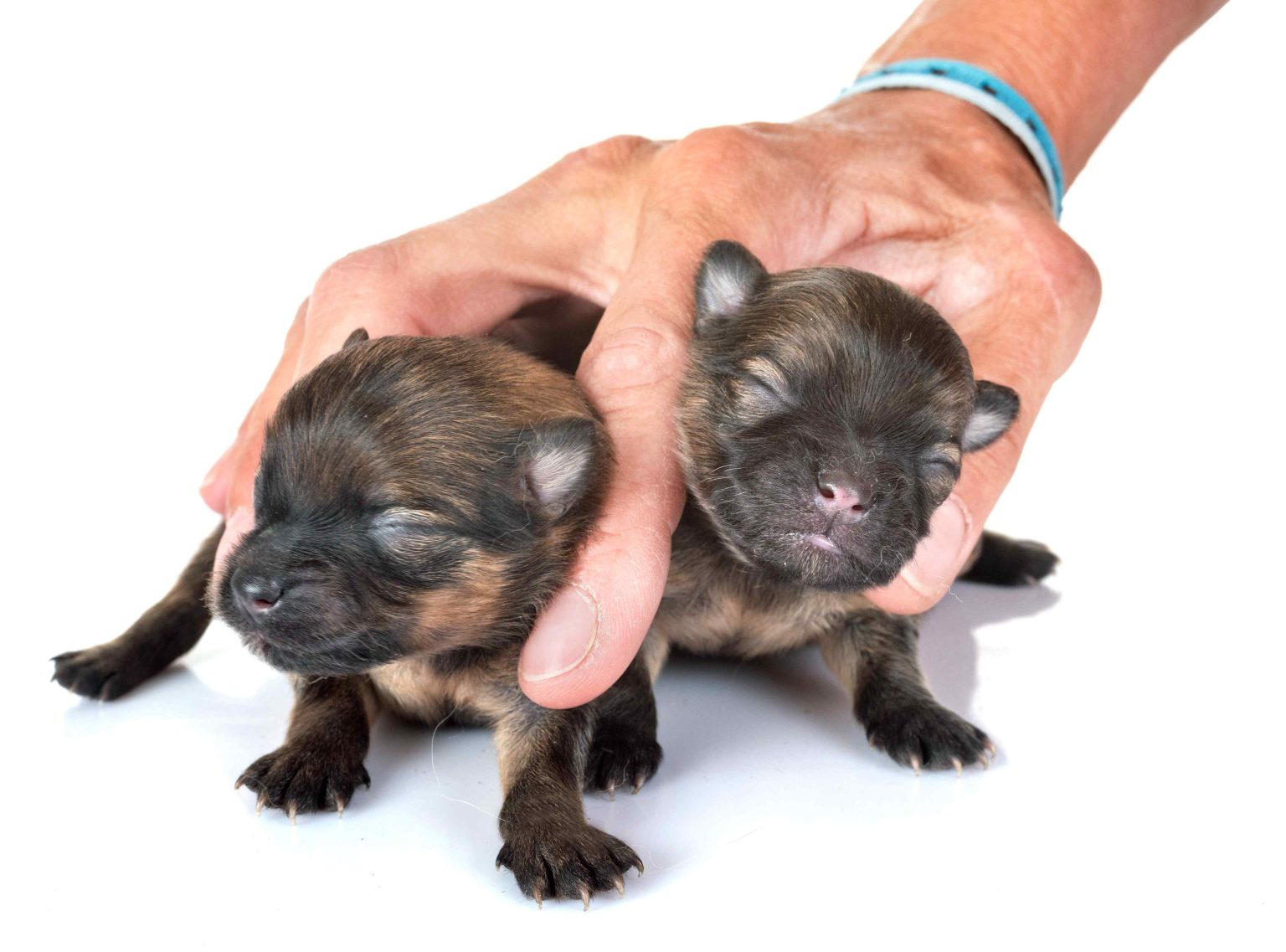 Stud Service - Florida Pom .com