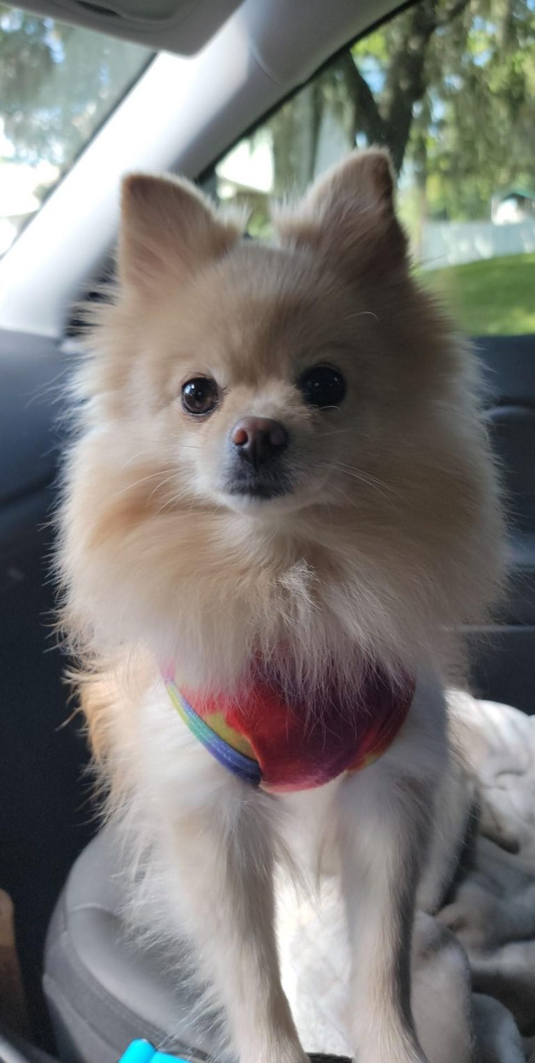 Our Females - Florida Pom .com