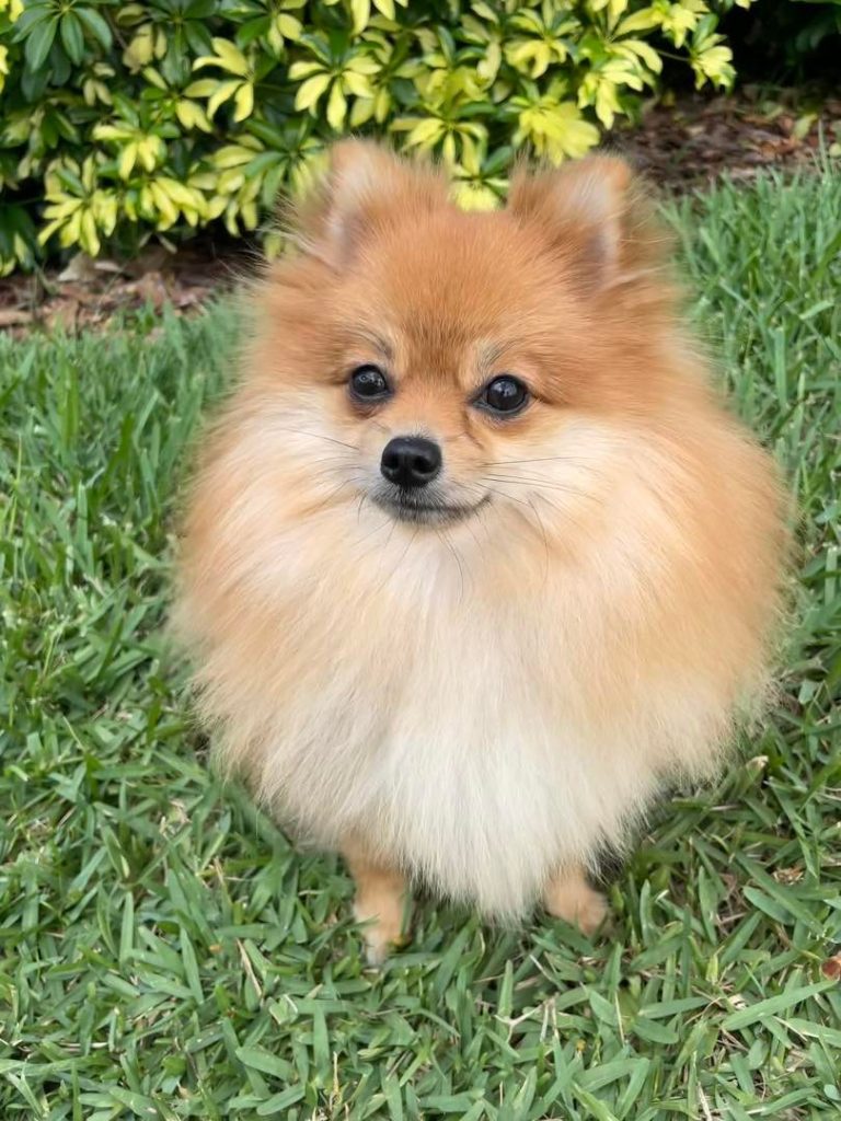 Our Females - Florida Pom .com