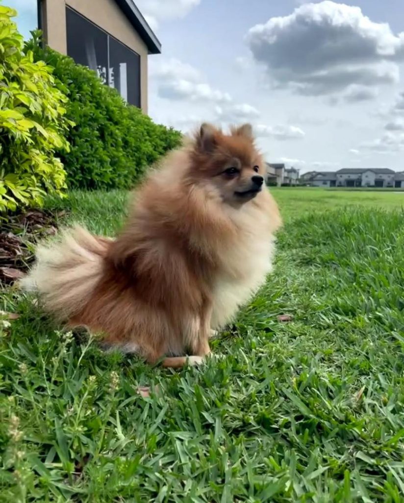 Our Females - Florida Pom .com