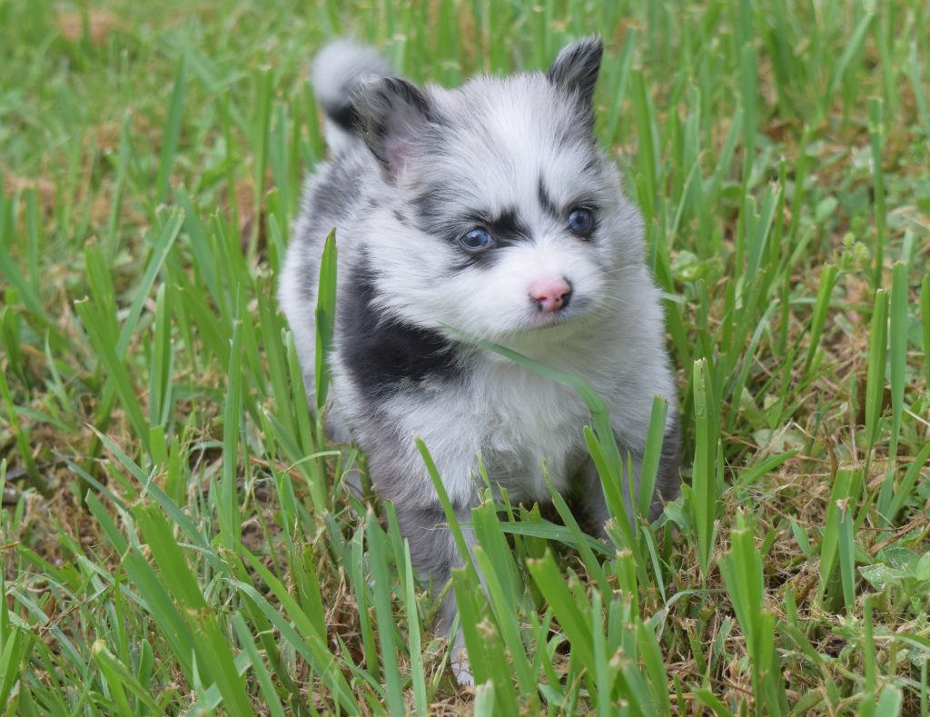 Florida Pom.com-We specialize in Exotic and merle pomeranian